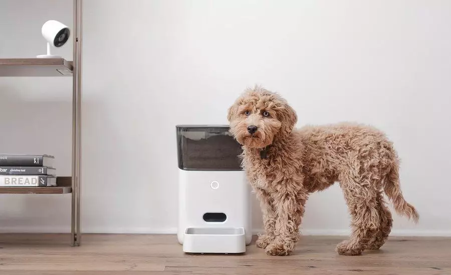 Falha em alimentadores inteligentes levou à fome entre os animais domésticos